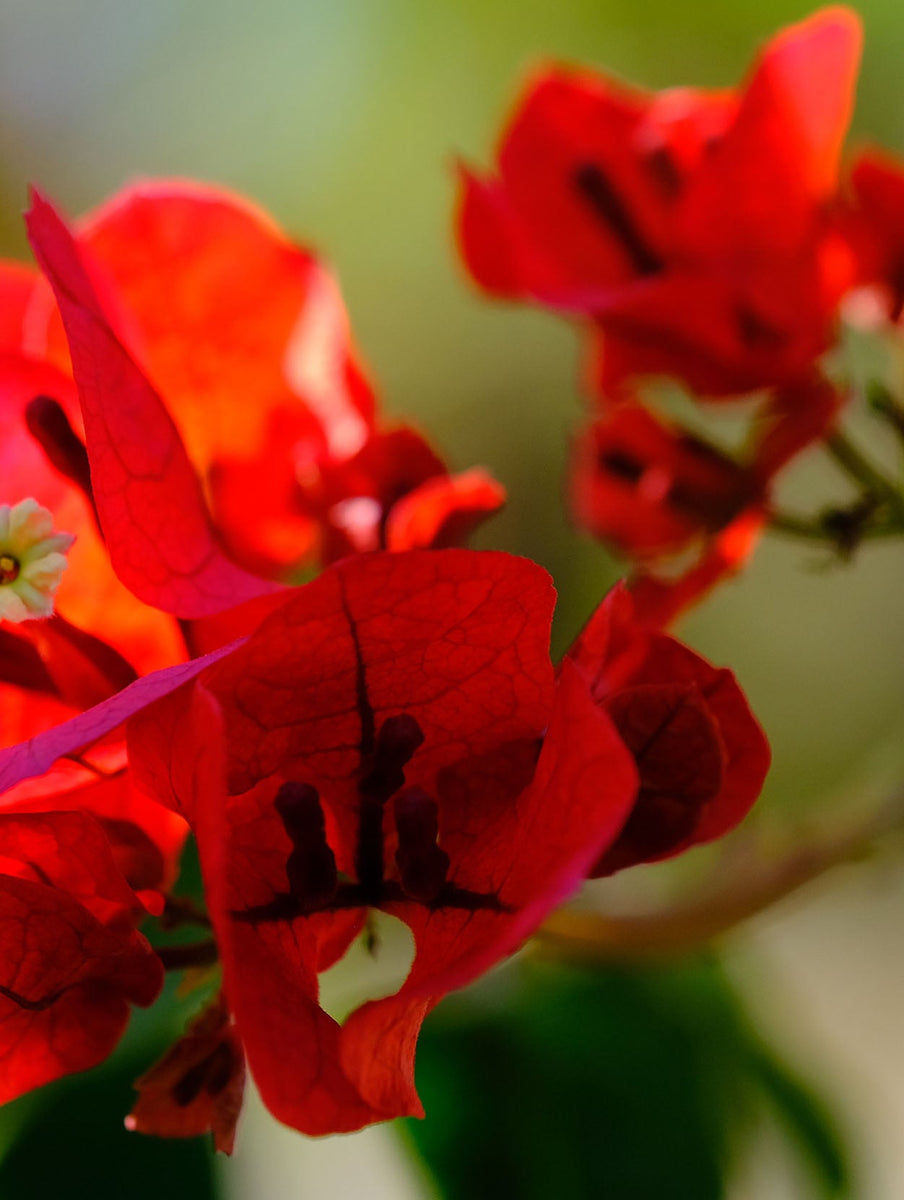 Actually Natural – Peter Lewis Paints Pty Ltd